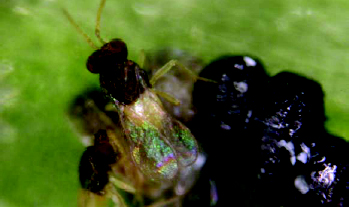 Encarsia formosa - Agricultura IDEAL