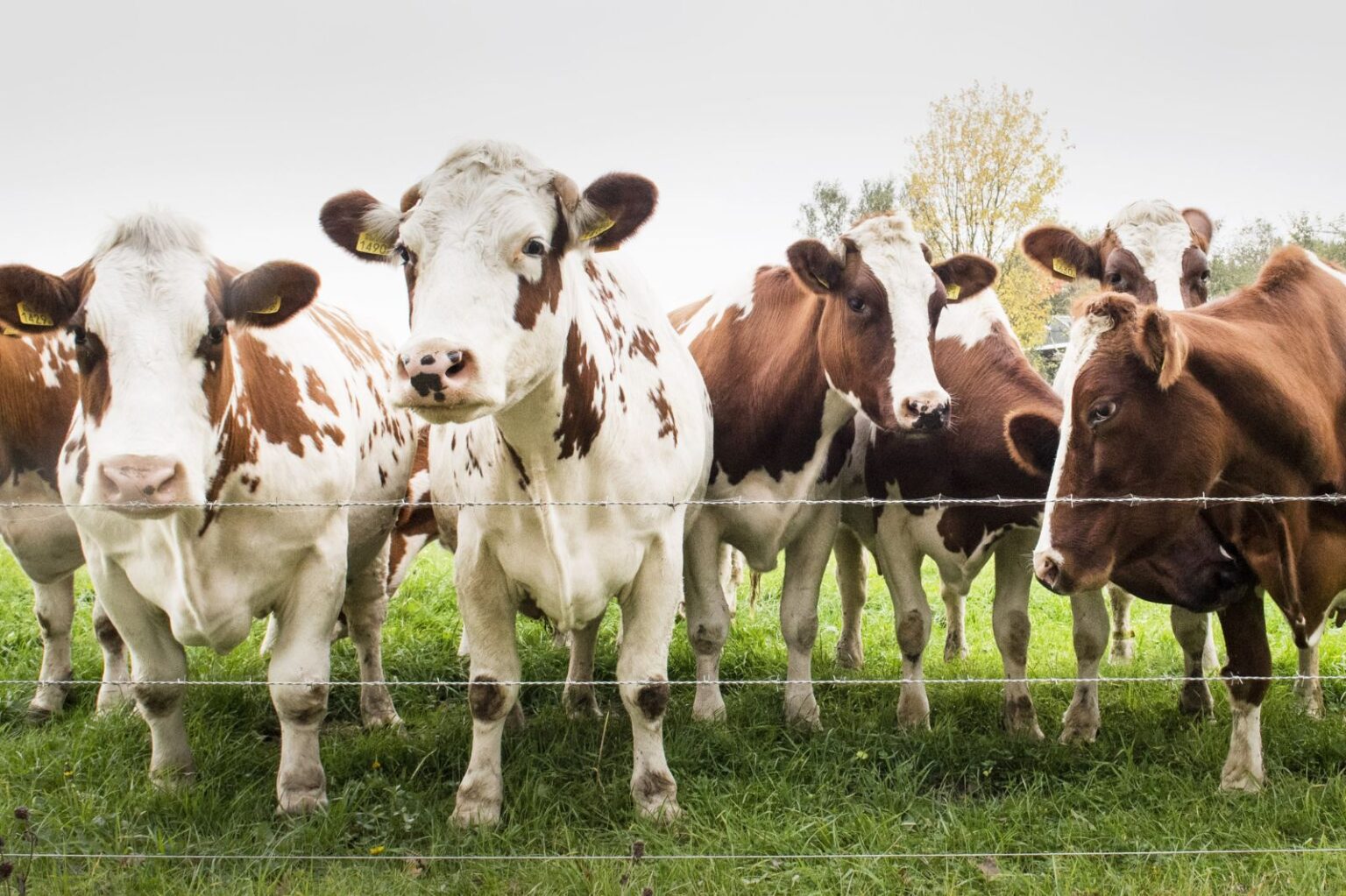Relación entre la producción y el flujo vaginal purulento en vacas ...