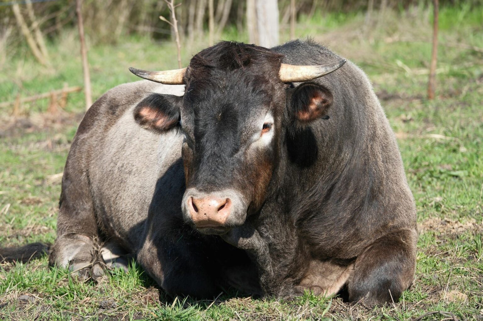 ¿Cuántos años vive un toro? Datos sobre la vida del toro de lidia ...
